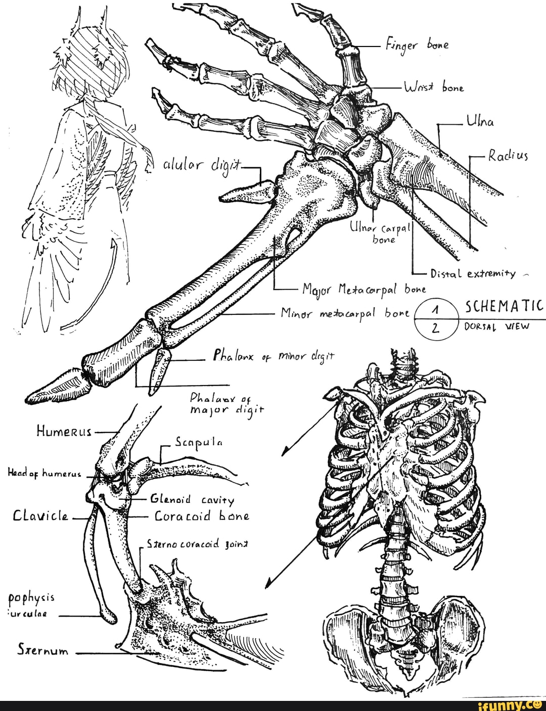 Ulna Radius Ulner corpal one Distal extremity SCHEMATIC Mayor Meto ...