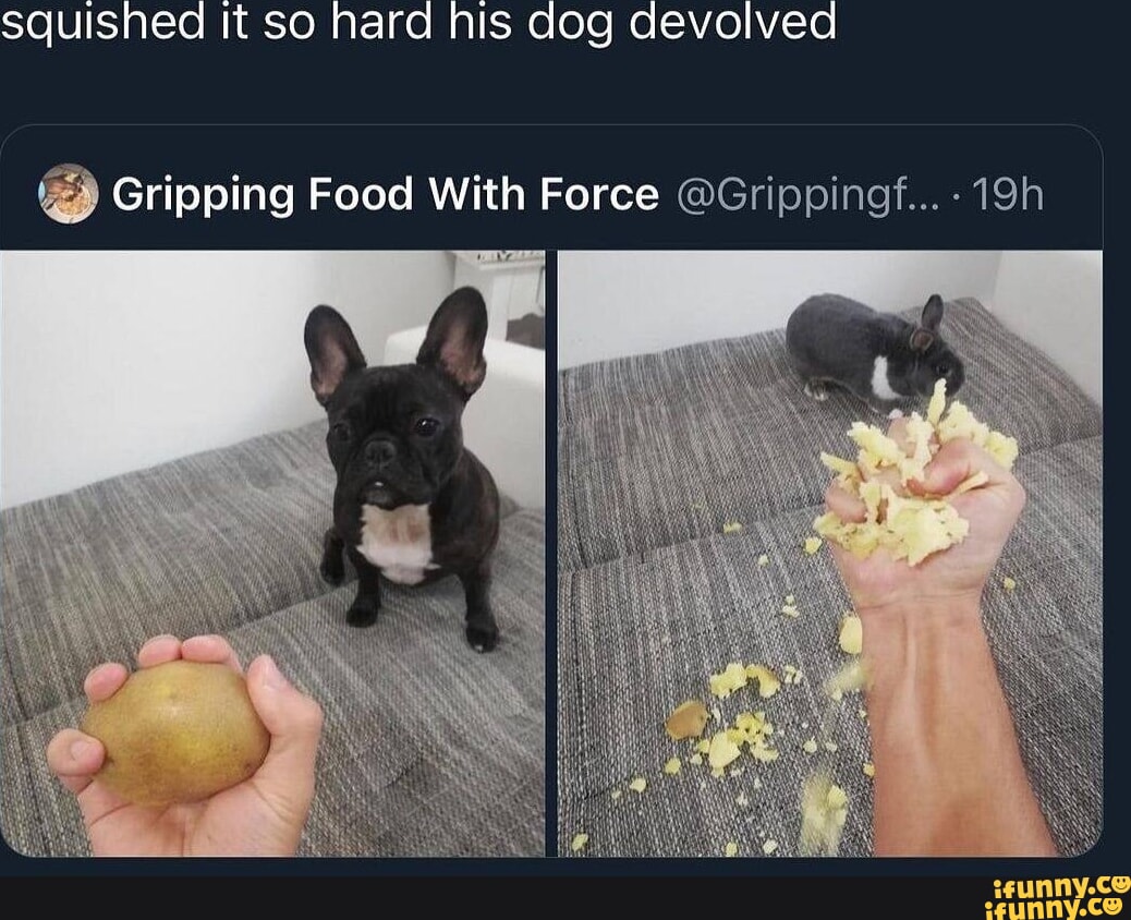 Squished it so hard his dog devolved Gripping Food With Force ...