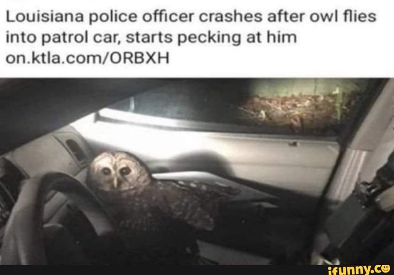 Louisiana police officer crashes after owl flies into patrol car ...