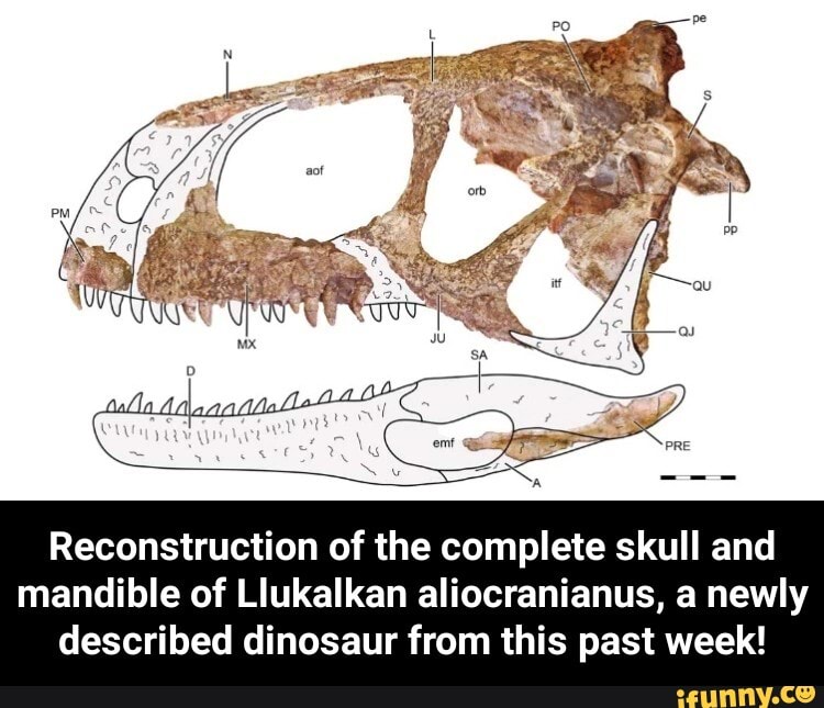 Reconstruction of the complete skull and mandible of Llukalkan ...