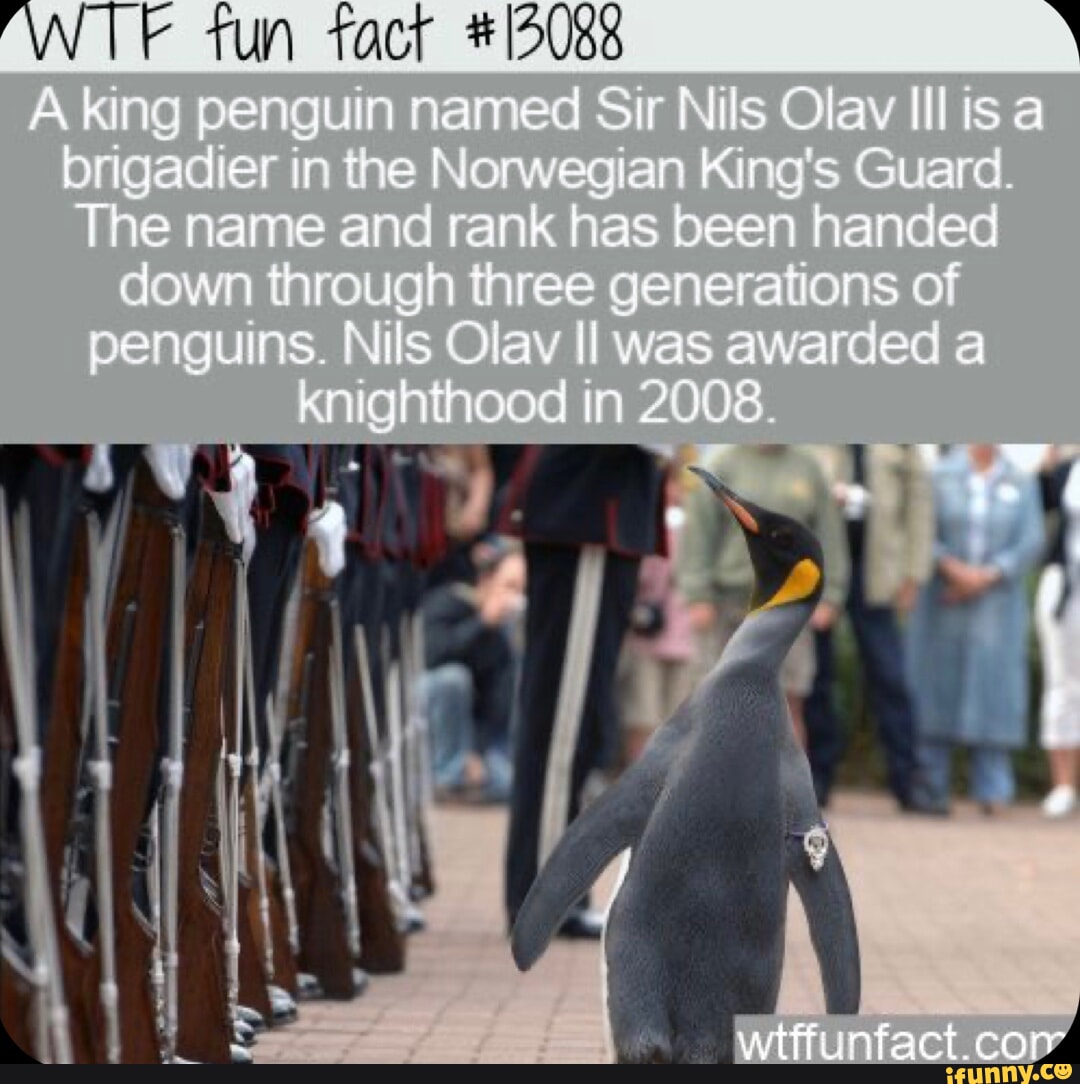 Tiree memes. Best Collection of funny Tiree pictures on iFunny