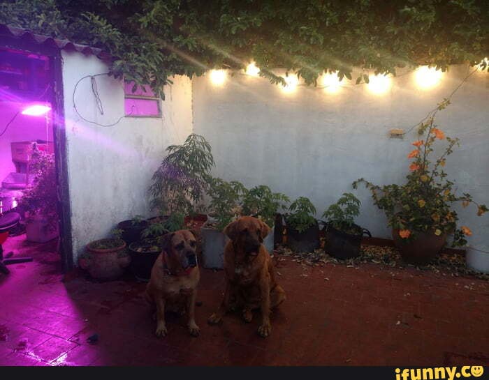 Leonberger memes. Best Collection of funny Leonberger pictures on iFunny