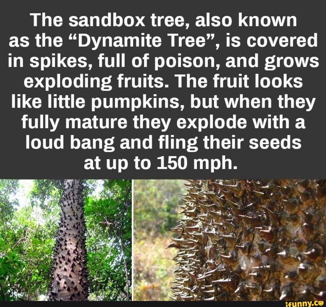 The sandbox tree, also known as the “Dynamite Tree”, is covered in ...