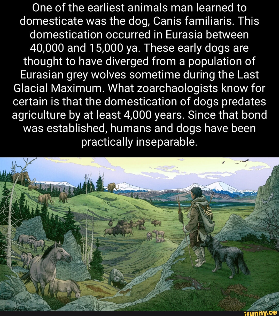 Canis memes. Best Collection of funny Canis pictures on iFunny