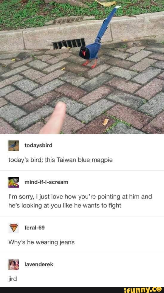 Magpie memes. Best Collection of funny Magpie pictures on iFunny