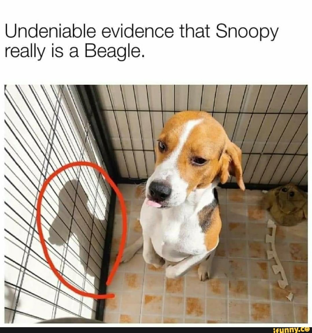 Undeniable evidence that Snoopy really is a Beagle. - iFunny