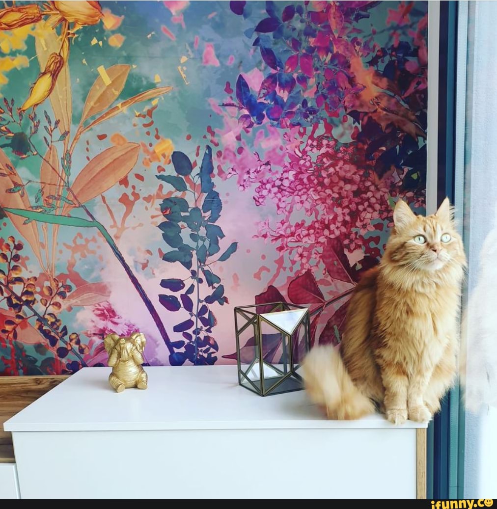 Carlota memes. Best Collection of funny Carlota pictures on iFunny