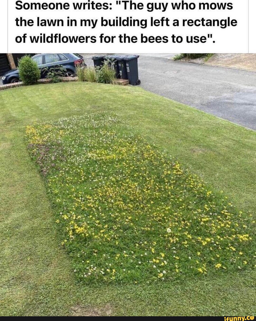 Wildflowers memes. Best Collection of funny Wildflowers pictures on iFunny