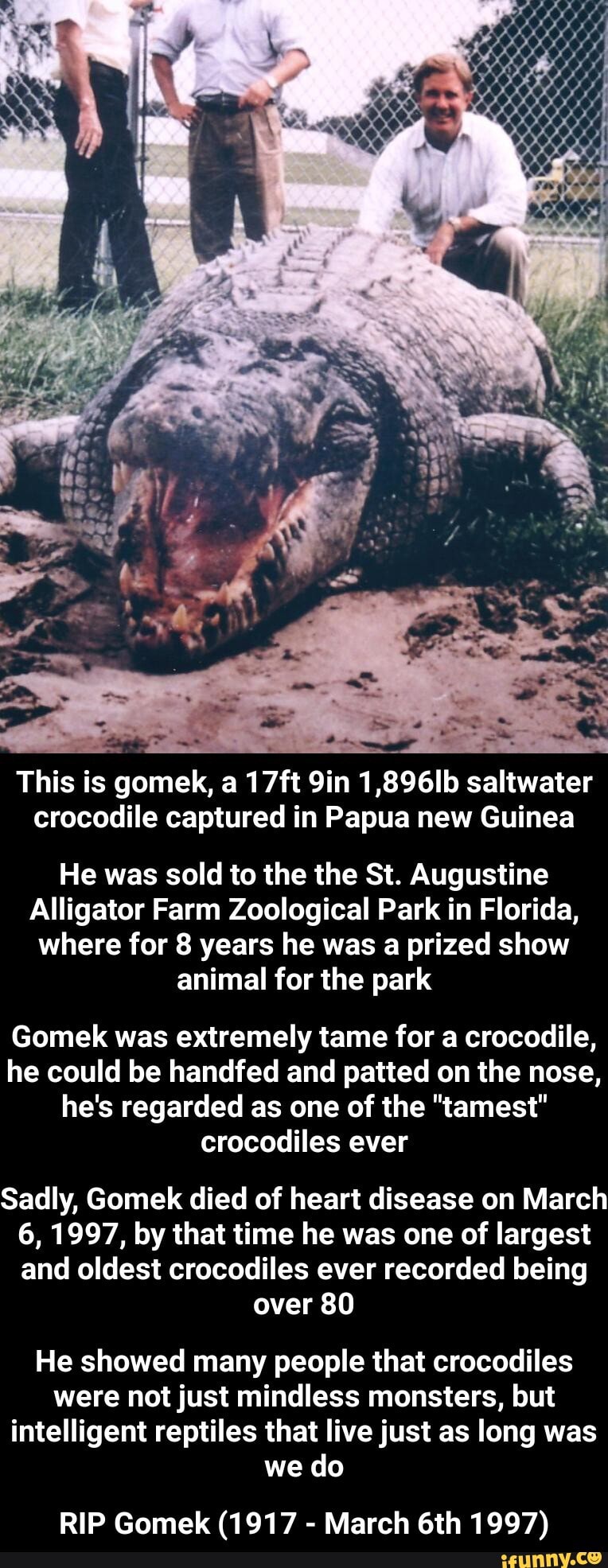 This is gomek, a 17 ft 1,896lb saltwater crocodile captured in Papua ...
