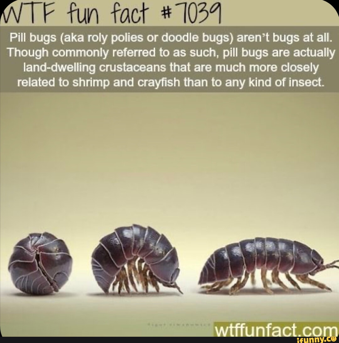 Crayfish memes. Best Collection of funny Crayfish pictures on iFunny