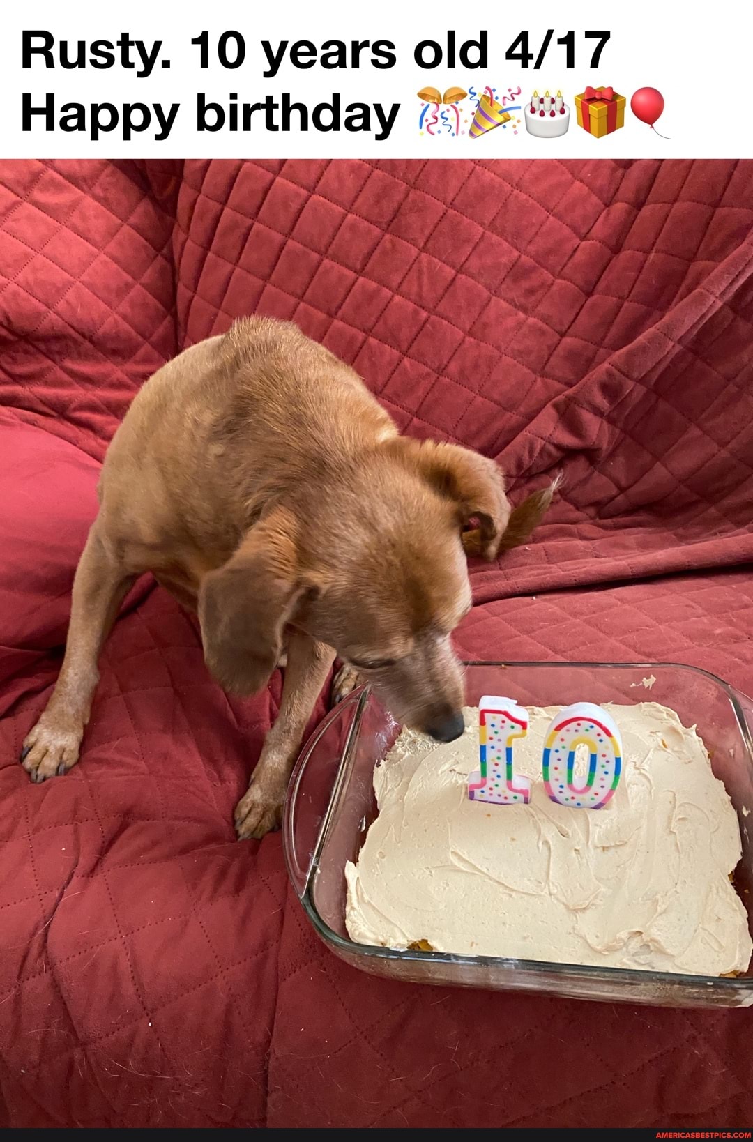 Rusty. 10 years old Happy birthday - America’s best pics and videos