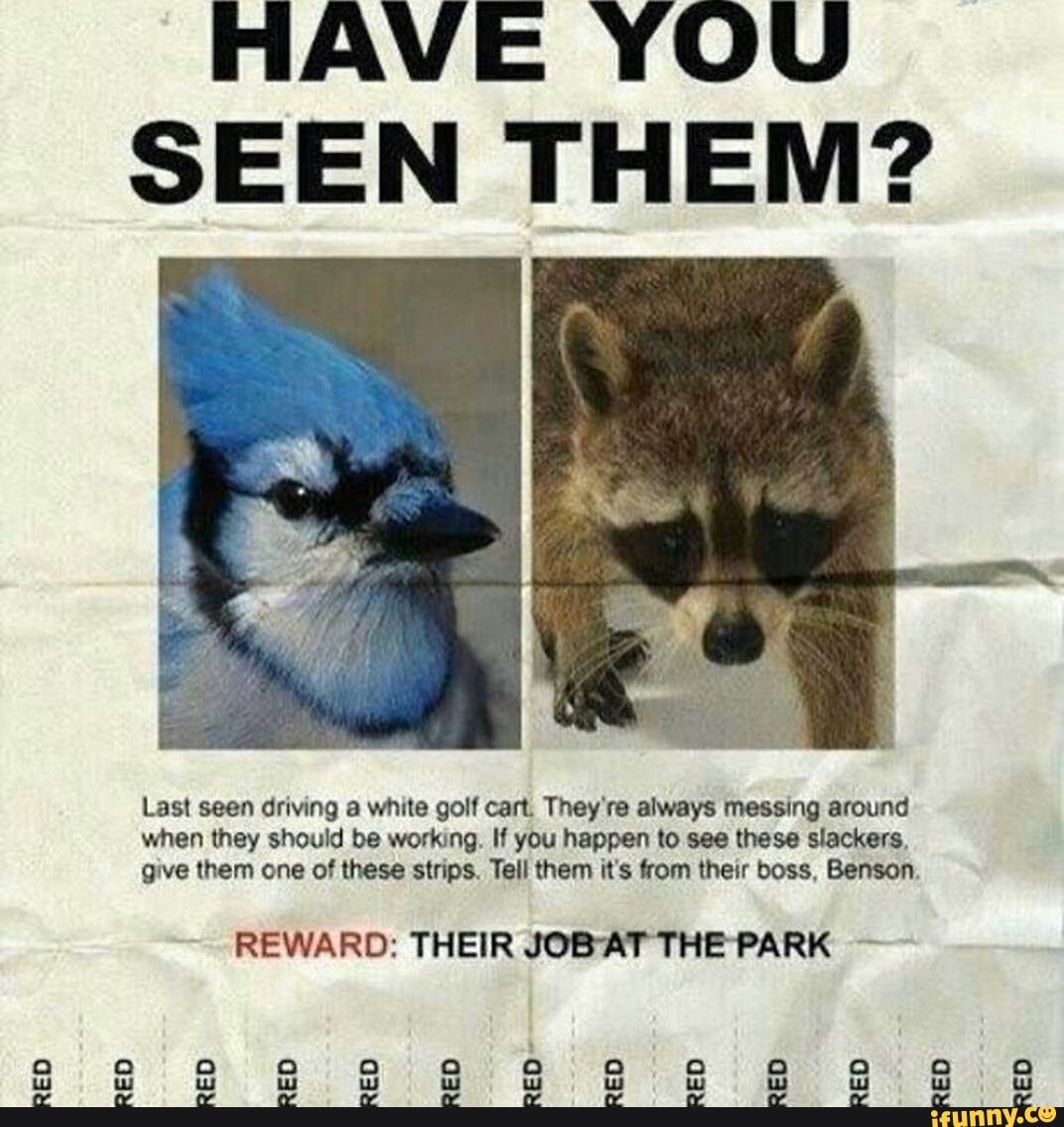 Raccoon And Blue Jay