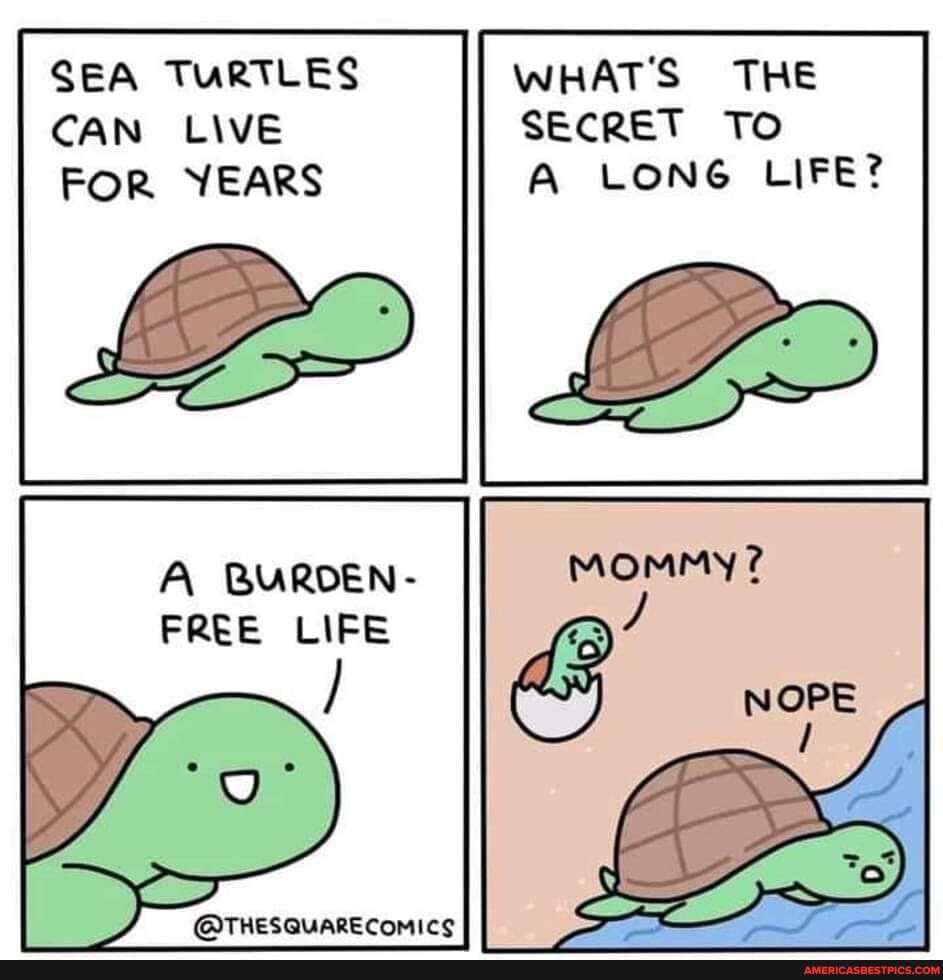 Advise - SEA TURTLES CAN LIVE FOR YEARS A BURDEN- FREE LIFE ...