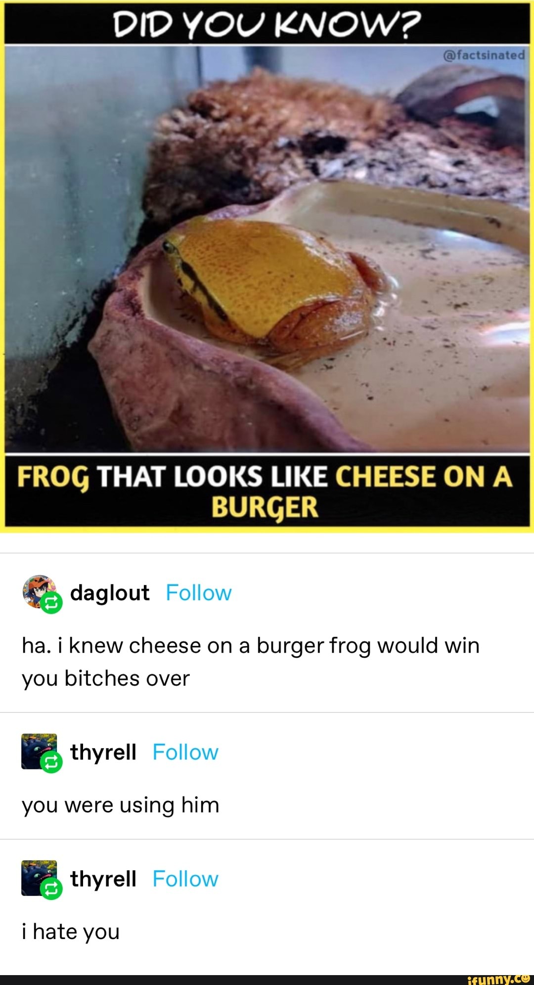 DID YOU KNOW? FROG THAT LOOKS LIKE CHEESE ON A BURGER ha. i knew cheese ...