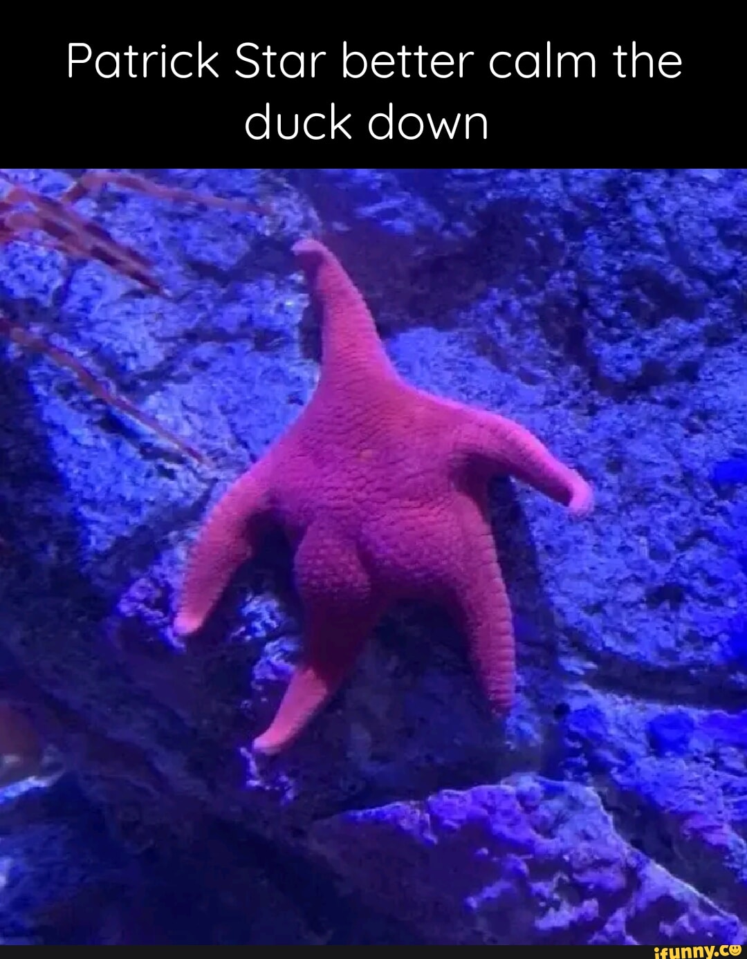 Patrick Star better calm the duck down - iFunny