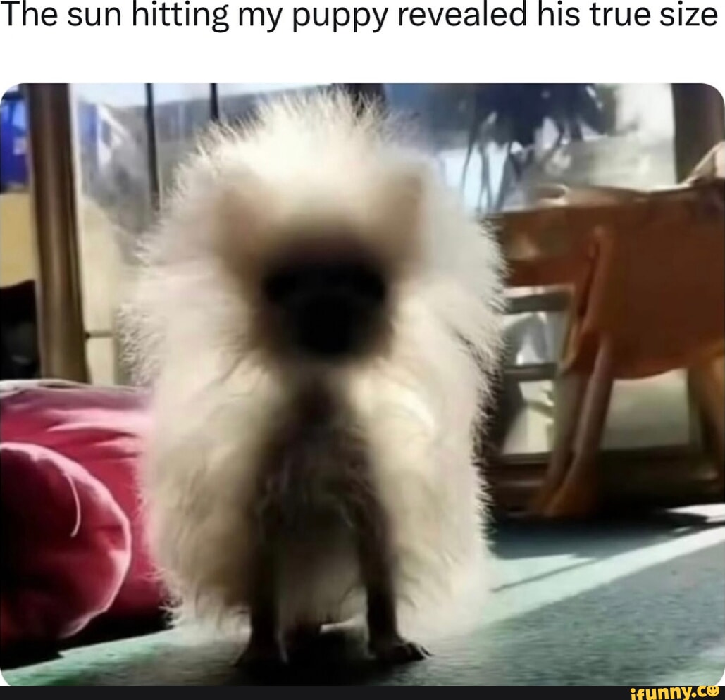 E sun hitting my puppy revealed his true size I - iFunny
