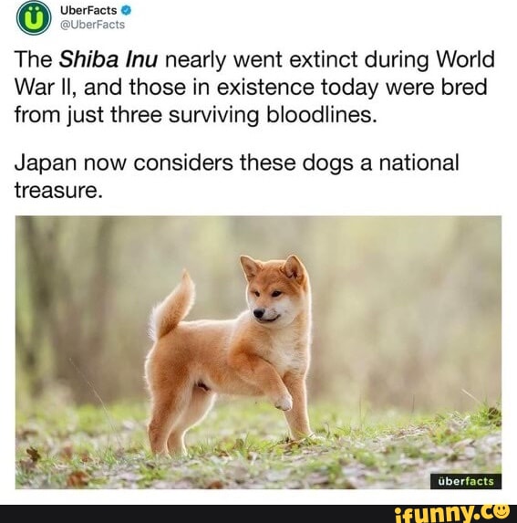 The Shiba Inu nearly went extinct during World War Il, and those in ...