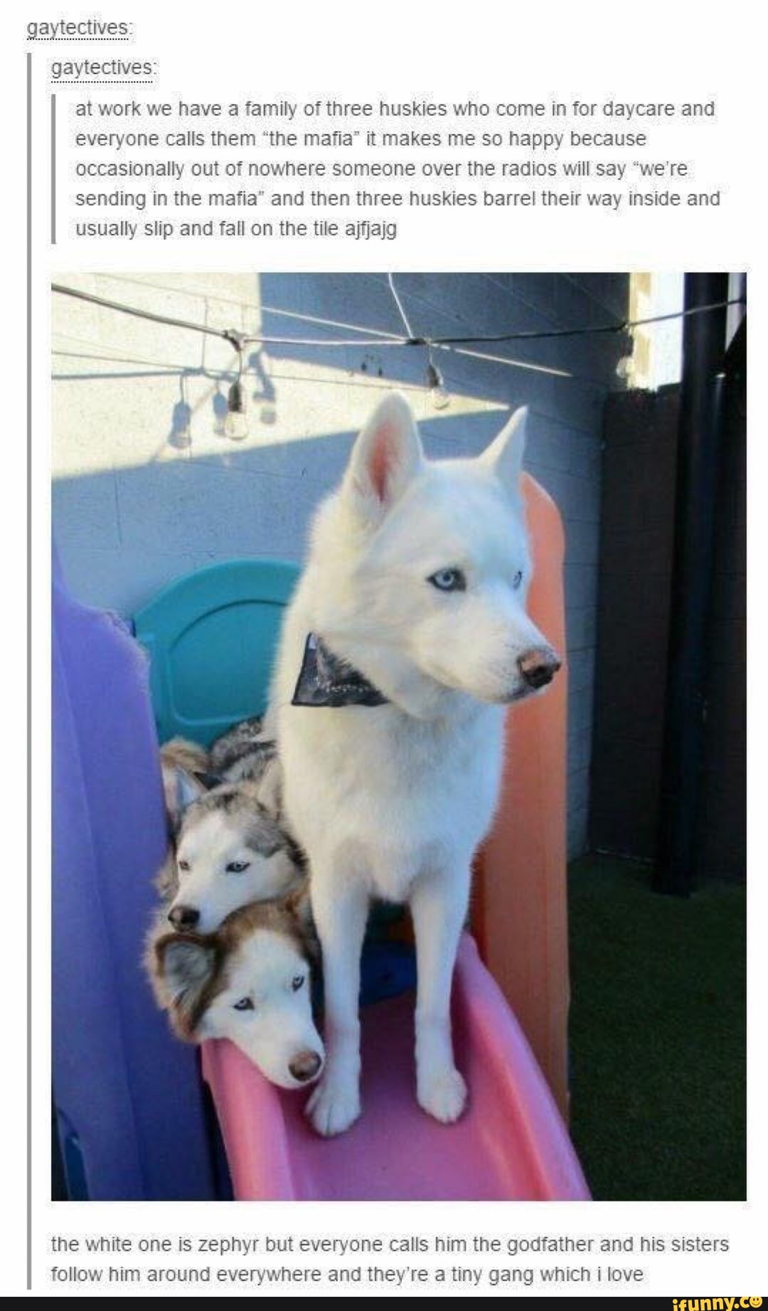 At work we have a family of three huskles who come m for da)- care and ...