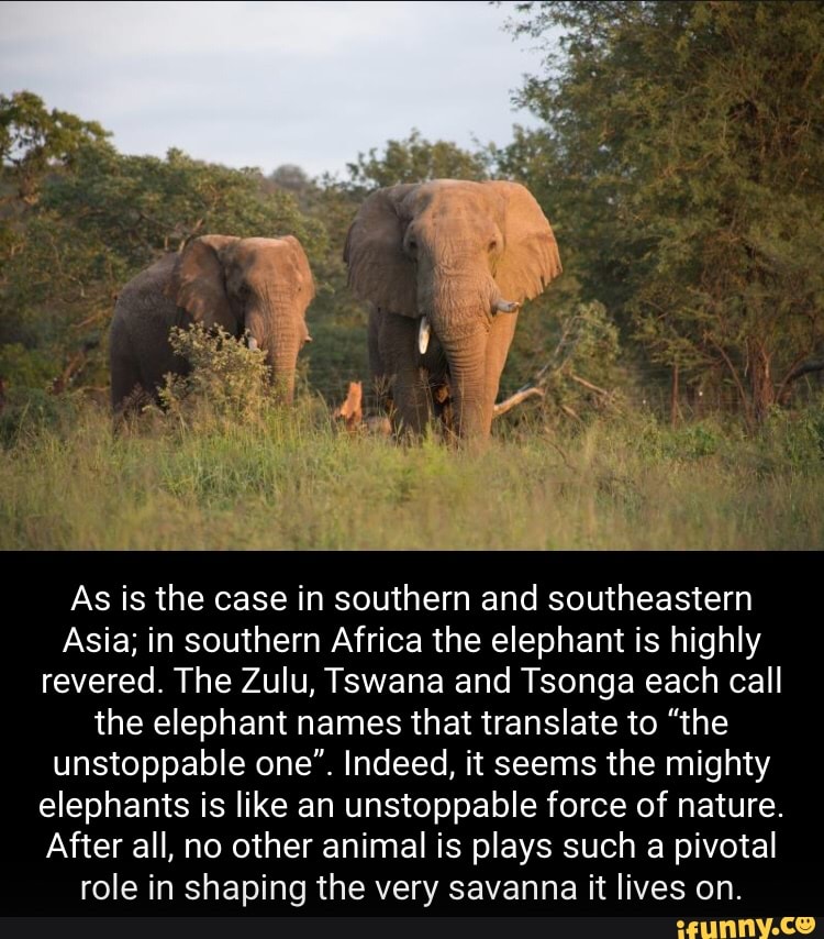 Tsonga memes. Best Collection of funny Tsonga pictures on iFunny