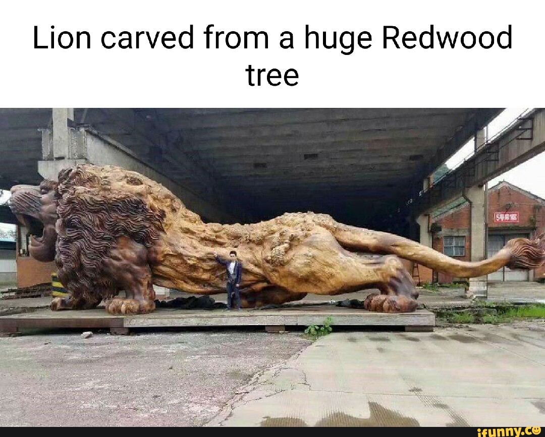 Lion carved from a huge Redwood tree - iFunny