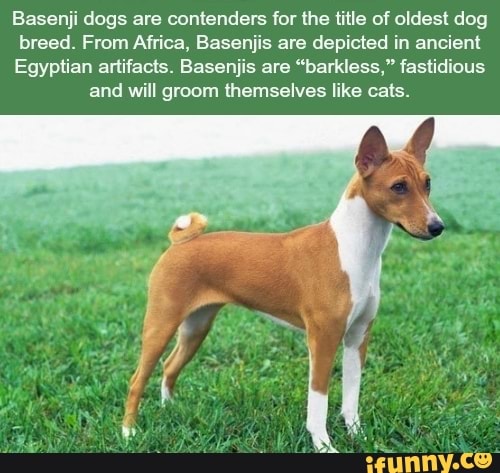 Basenji dogs are contenders for the title of oldest dog breed. From ...