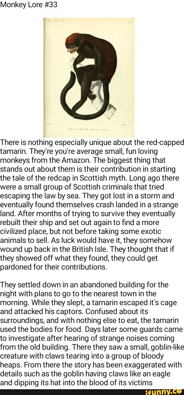Tamarin memes. Best Collection of funny Tamarin pictures on iFunny