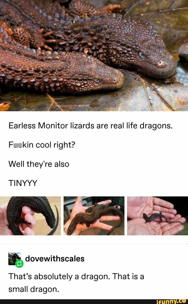Earless Monitor lizards are real life dragons. Feskin cool right? Well ...