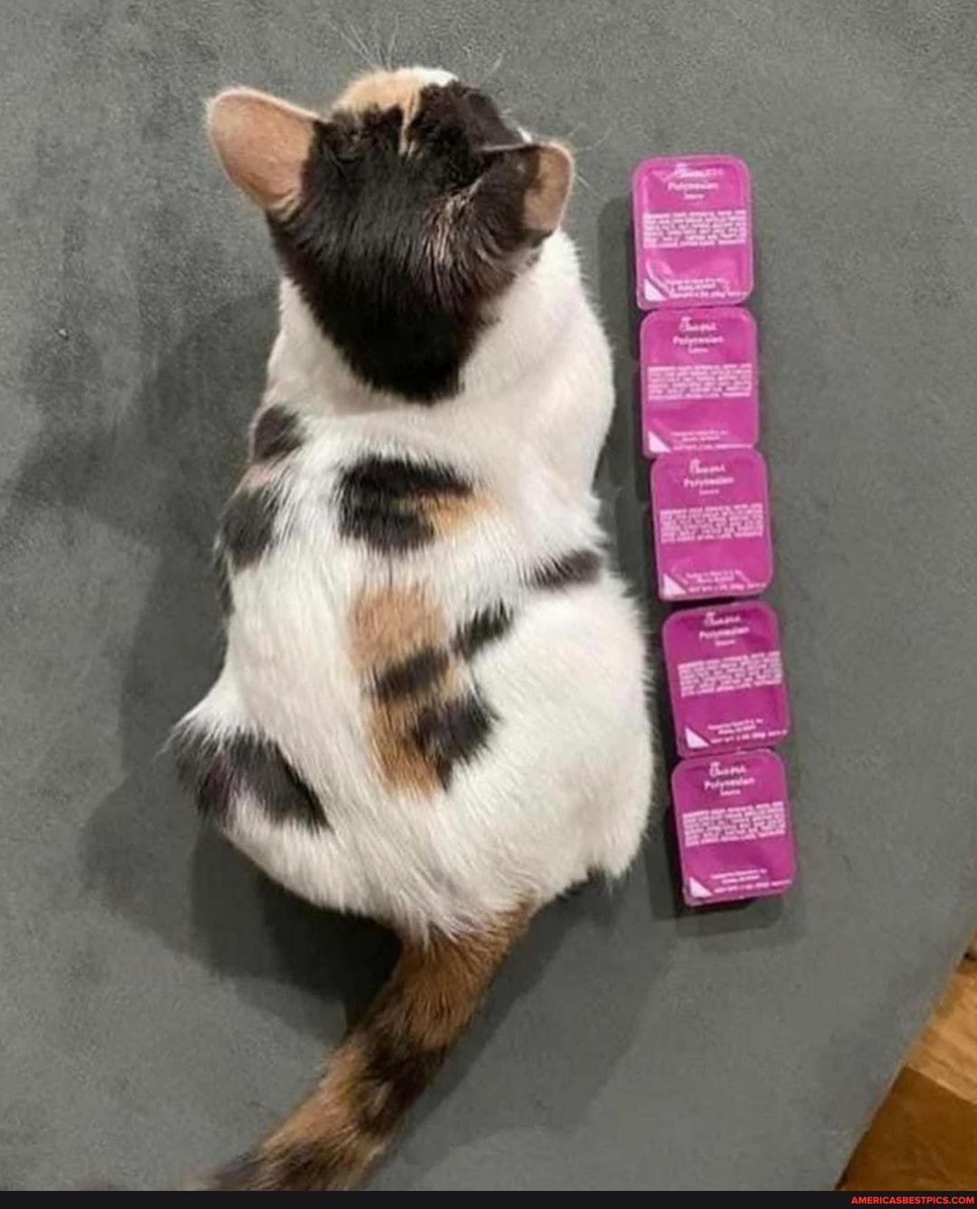 HOLY CRAP!!! - - - #meme #memes #cat #cats #catmeme #catmemes #sadcat # ...