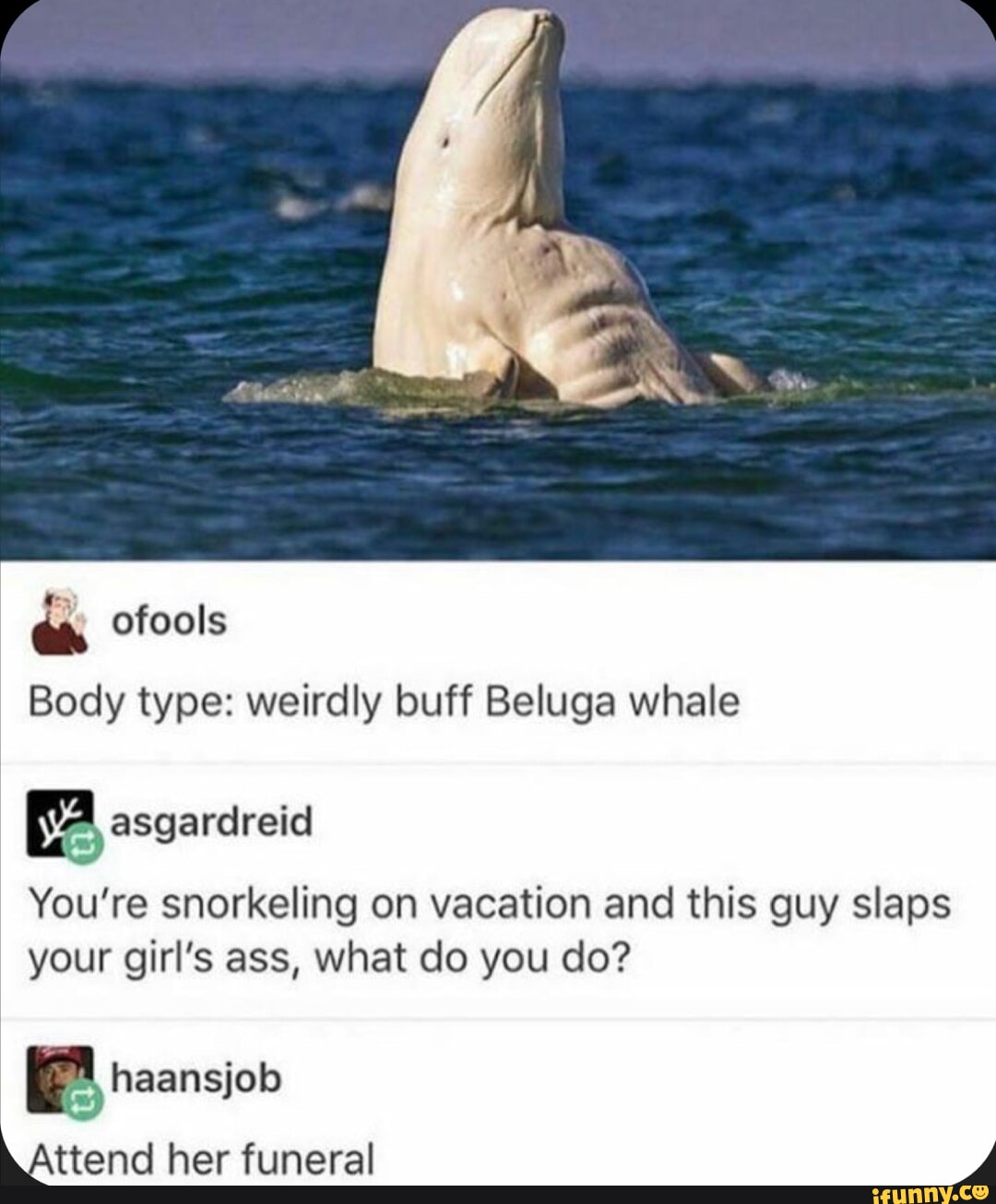 Ofools Body type: weirdly buff Beluga whale EA, asgardreid You're ...