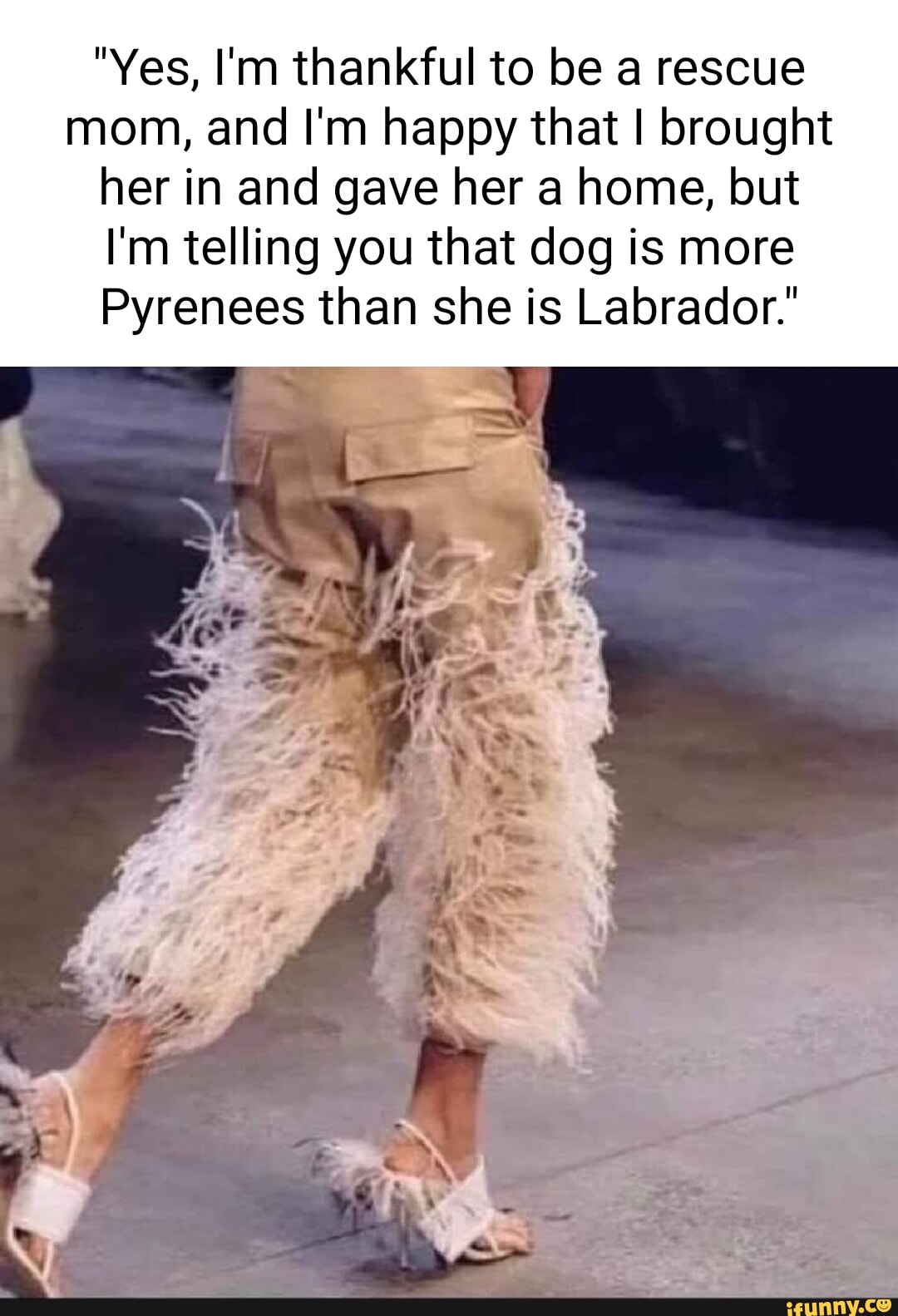 Pyrenees memes. Best Collection of funny Pyrenees pictures on iFunny