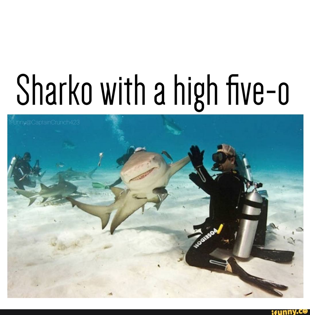 Sharko memes. Best Collection of funny Sharko pictures on iFunny