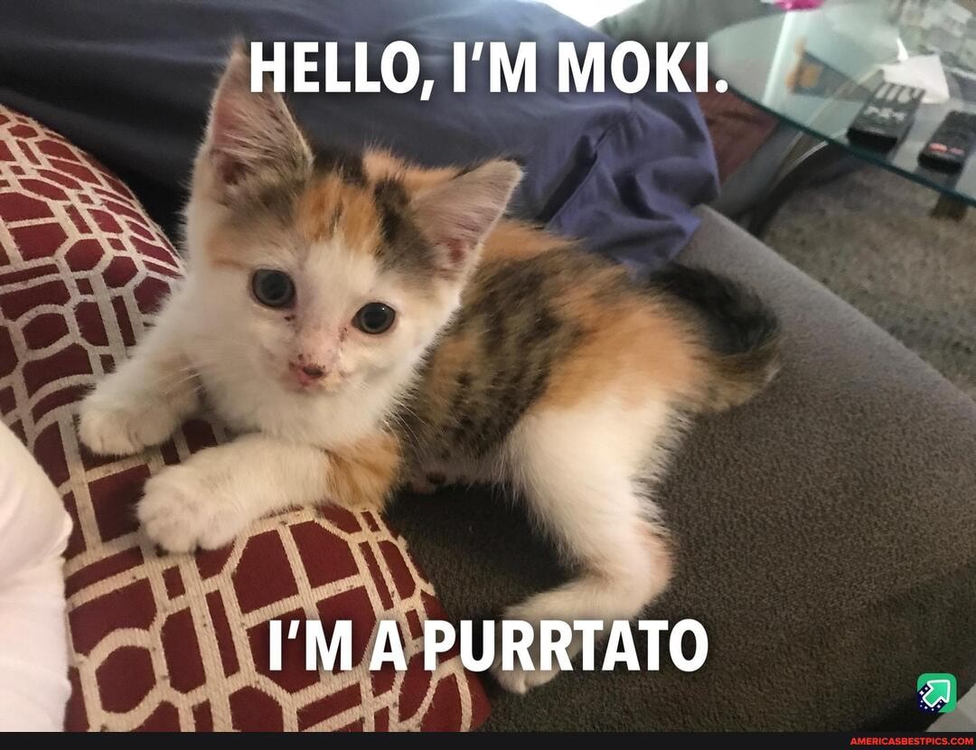 This is Moki. We fostered her for a month and returned her to the ...