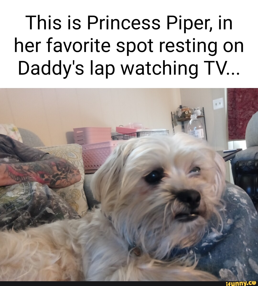 This Is Princess Piper In Her Favorite Spot Resting On Daddys Lap Watching Tv Ifunny