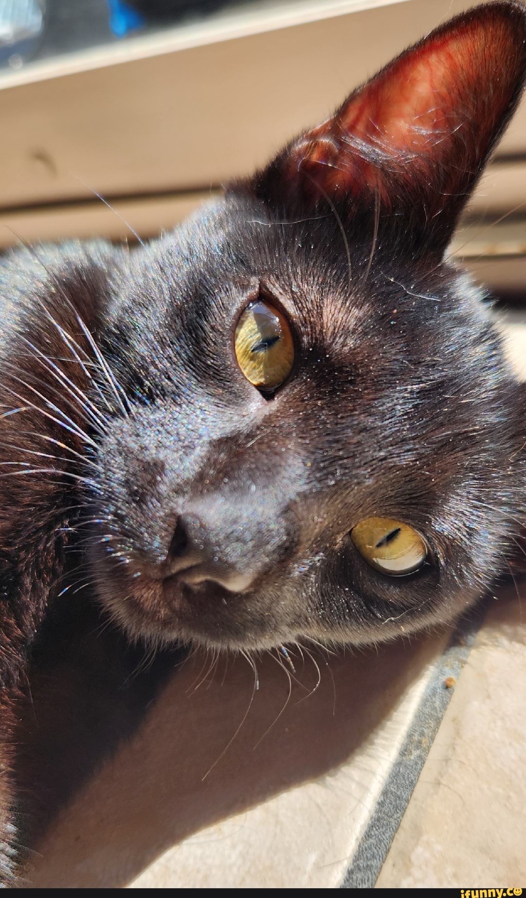 Zoro memes. Best Collection of funny Zoro pictures on iFunny