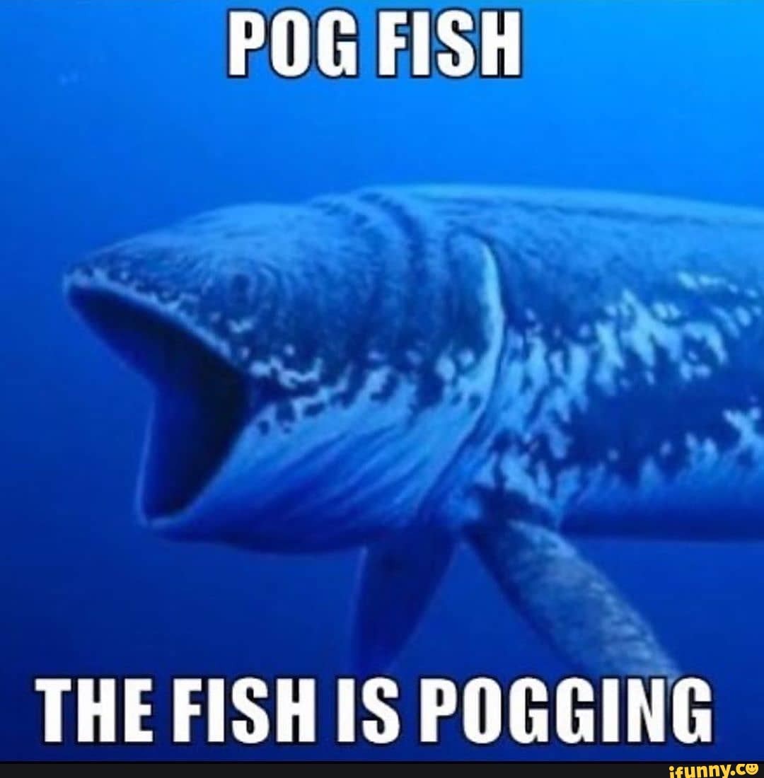 POG FISH THE FISH IS POGGING - iFunny
