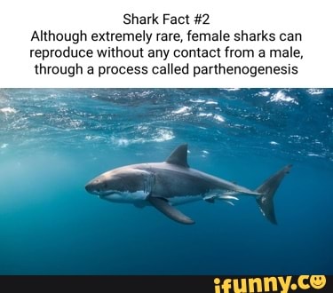 Shark Fact #2 Although extremely rare, female sharks can reproduce ...