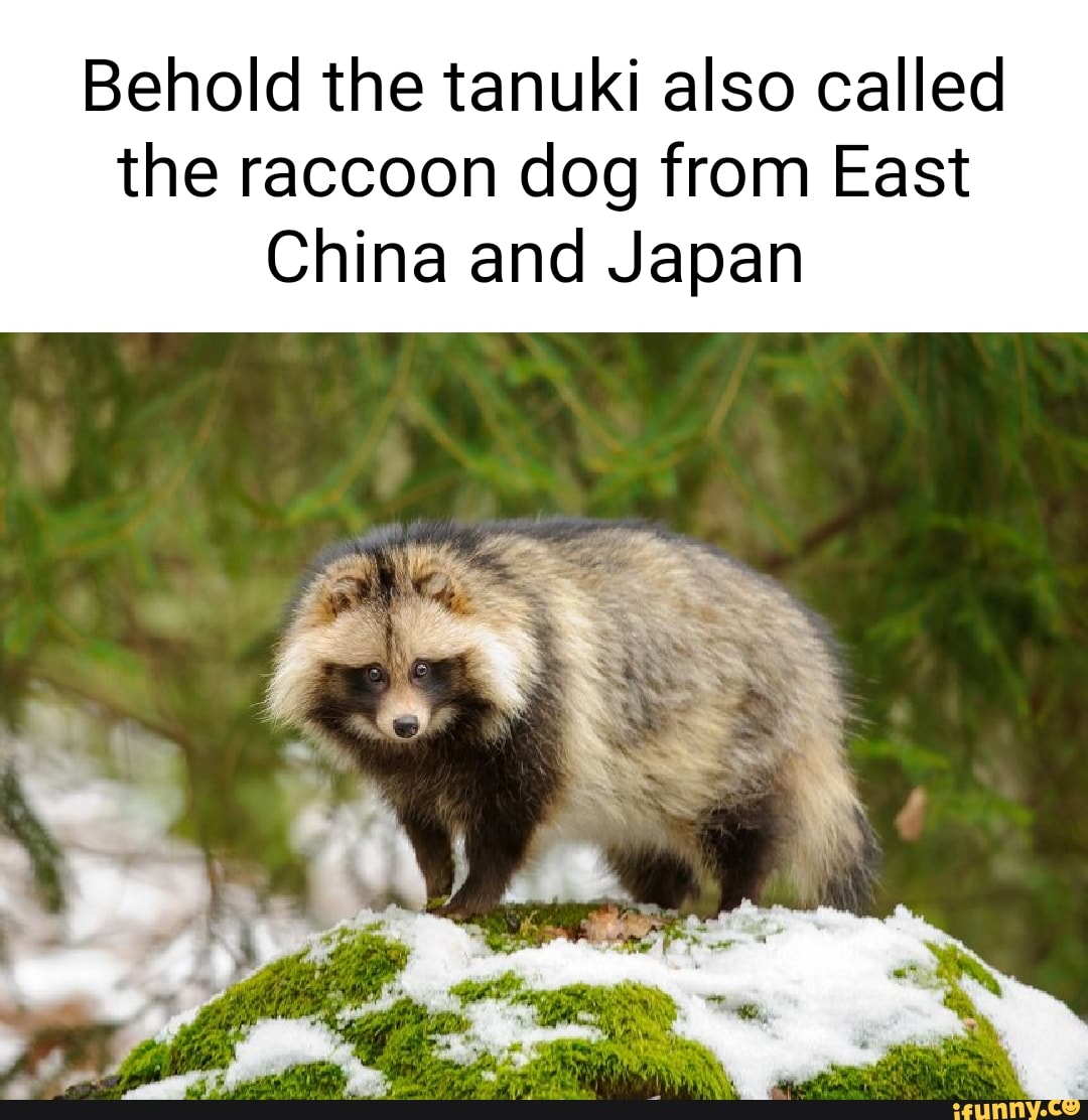 Tanuki memes. Best Collection of funny Tanuki pictures on iFunny