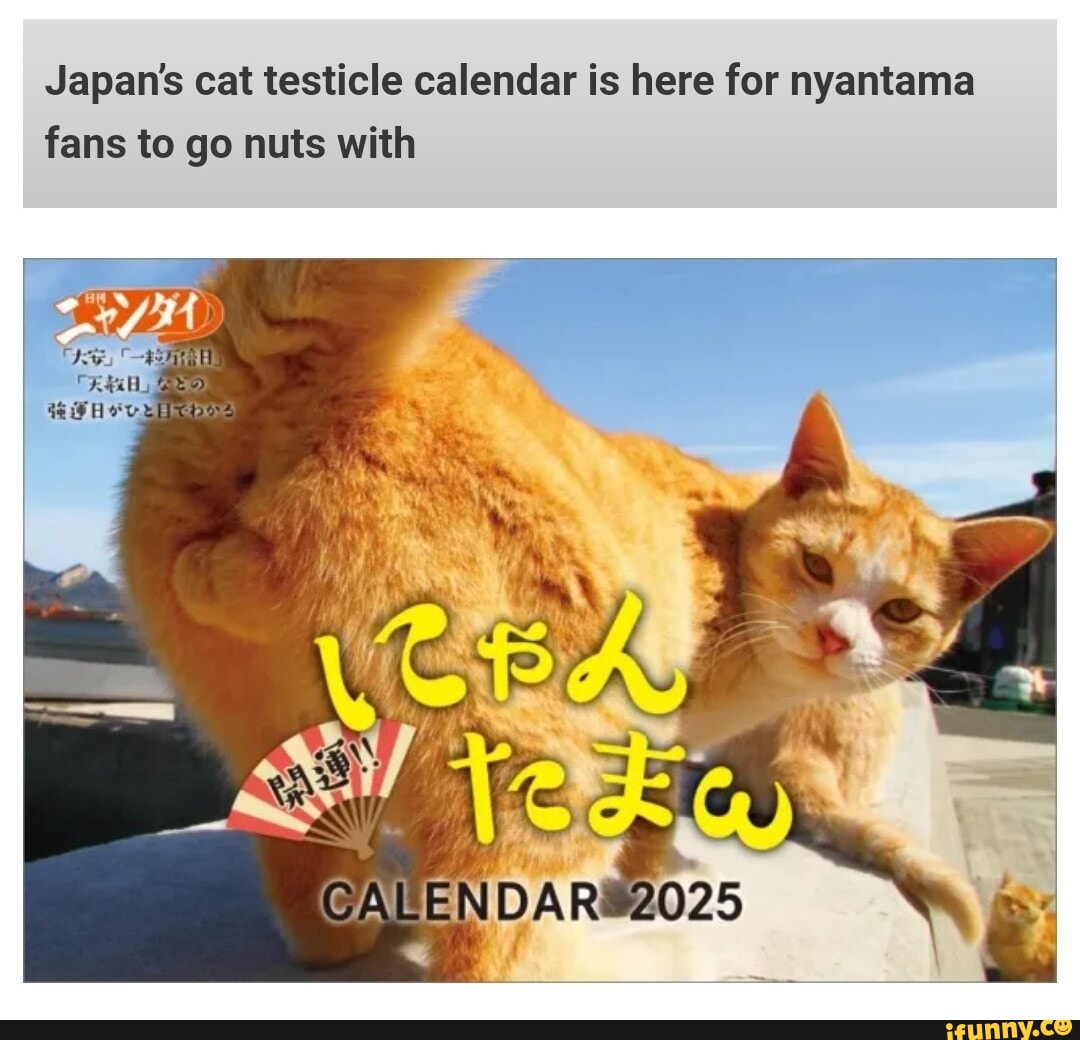 Japan's cat testicle calendar is here for nyantama fans to go nuts with ...