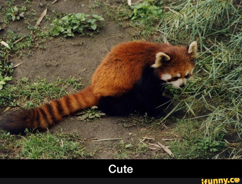 Pamda memes. Best Collection of funny Pamda pictures on iFunny