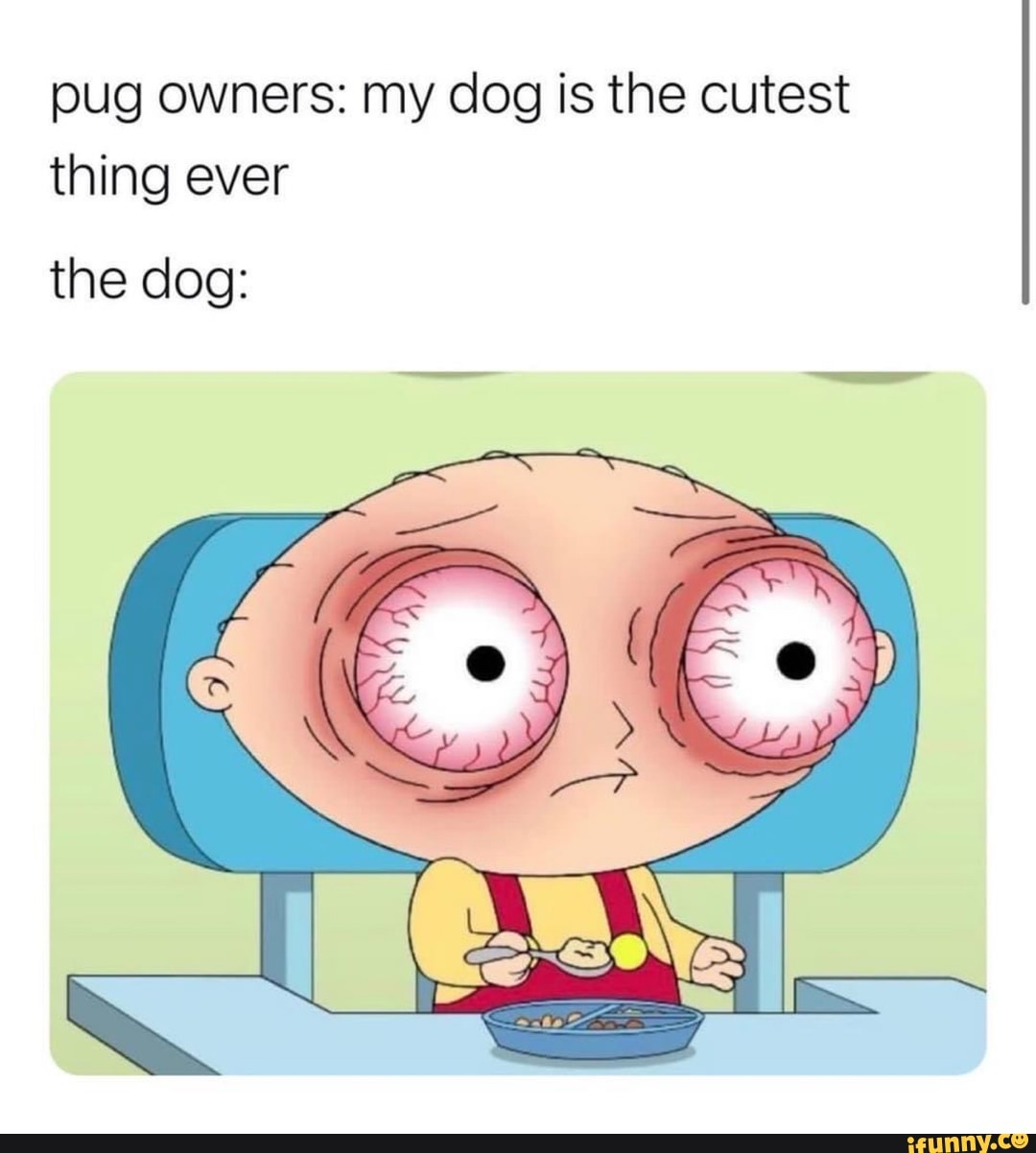 Puggo memes. Best Collection of funny Puggo pictures on iFunny