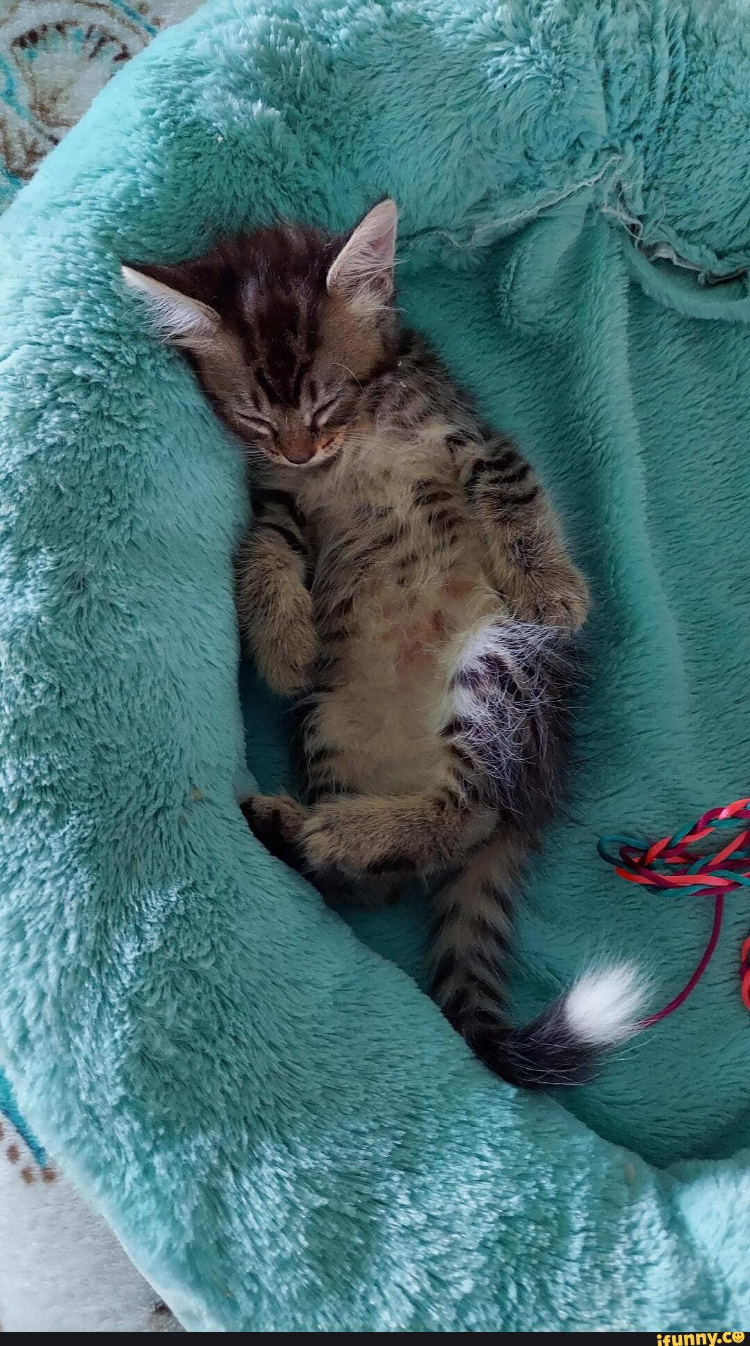 Foster_kitten memes. Best Collection of funny Foster_kitten pictures on ...