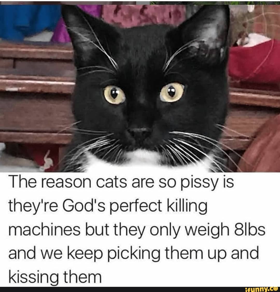 The reason cats are so pissy is they're God's perfect killing machines ...
