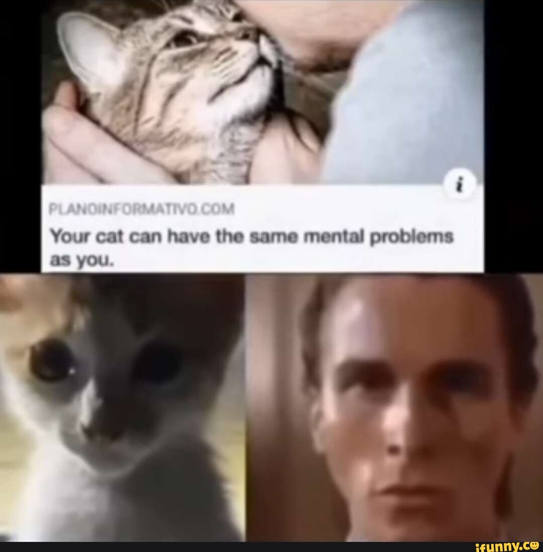 Your cat can have the same mental problems as you - iFunny
