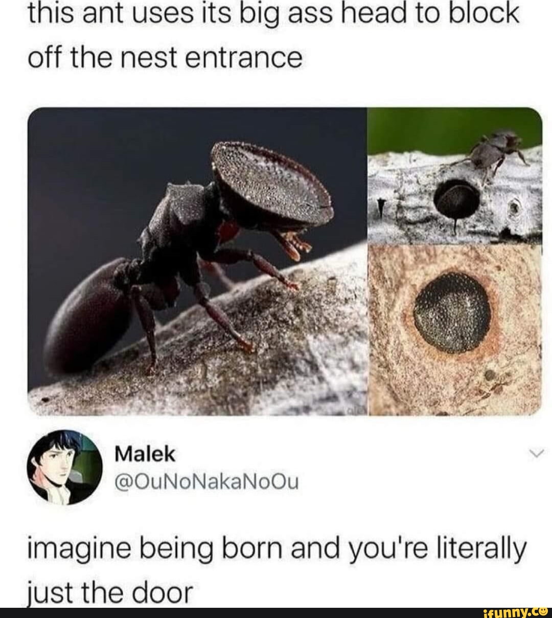 Entrance memes. Best Collection of funny Entrance pictures on iFunny