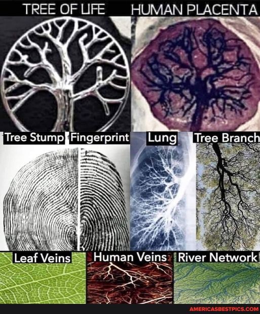 PLACENTA Tree Stump Fingerprint fung Tree Branch Leaf Veins Human Veins ...