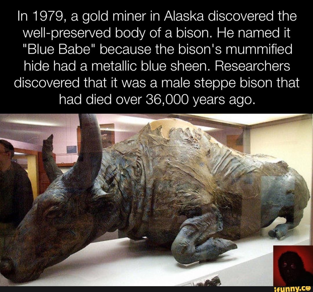 In 1979, a gold miner in Alaska discovered the well-p reserved body of ...