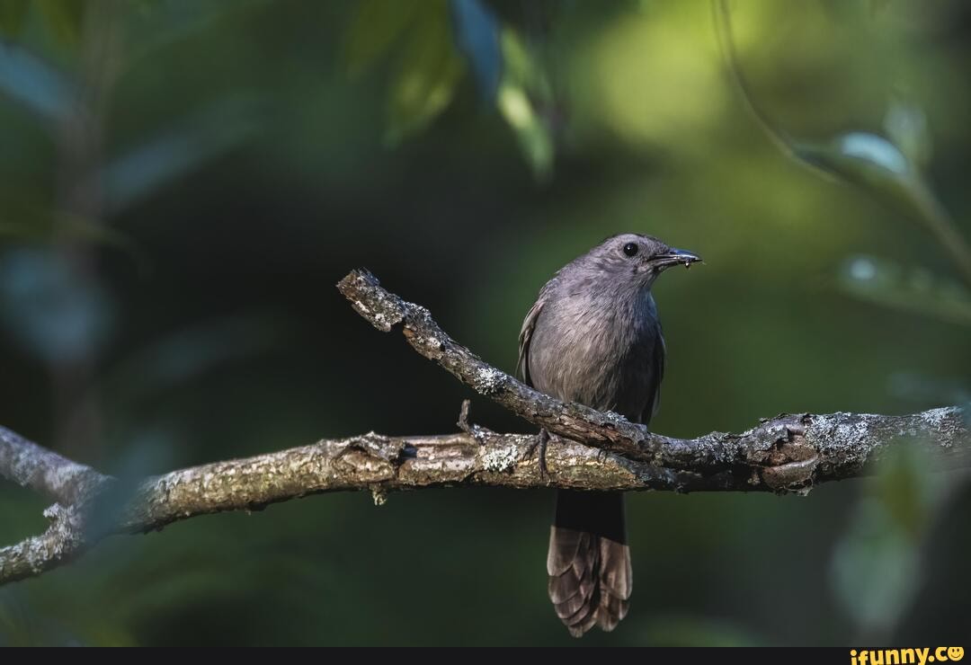 Catbird memes. Best Collection of funny Catbird pictures on iFunny