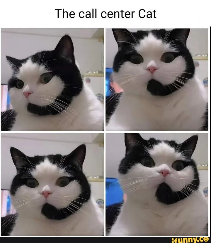 The call center Cat - iFunny