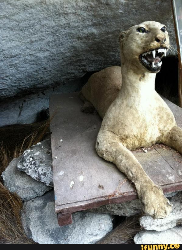 Have some more amazingly disturbing creatures - iFunny