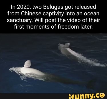 Belugas memes. Best Collection of funny Belugas pictures on iFunny
